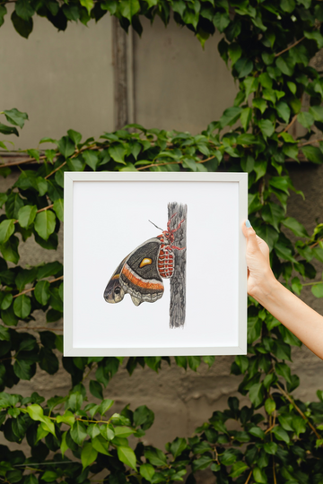 Rach Elizabeth Wildlife coloured pencil art and gifts – Rachelizabethartist