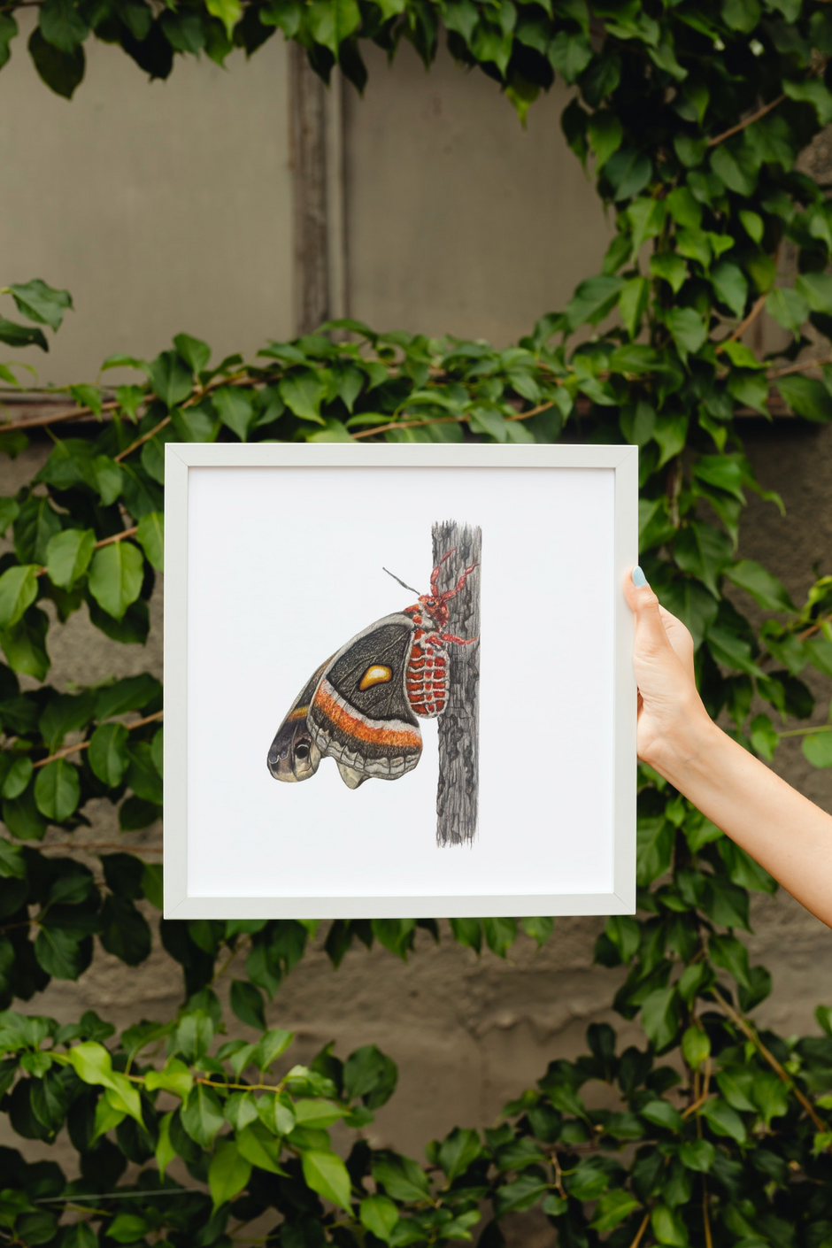 Rach Elizabeth Wildlife coloured pencil art and gifts – Rachelizabethartist